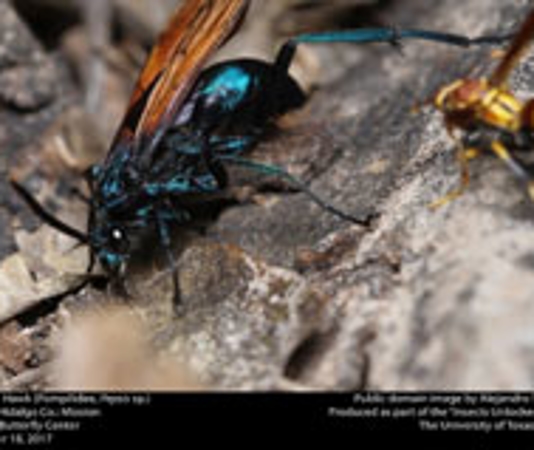 August 2018 Blogs | Pest Control in Reno, NV