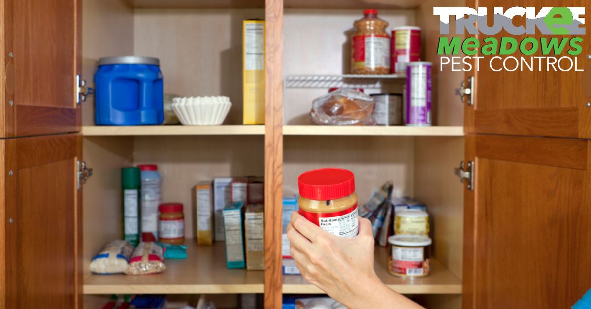 How to Keep Pantry Pests Out of Your Favorite Foods