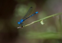 Vivid Dancer Damselfly – Nevada State Insect
