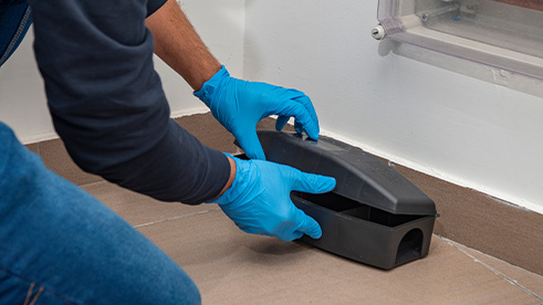 The Importance of Early Detection in Rodent Control