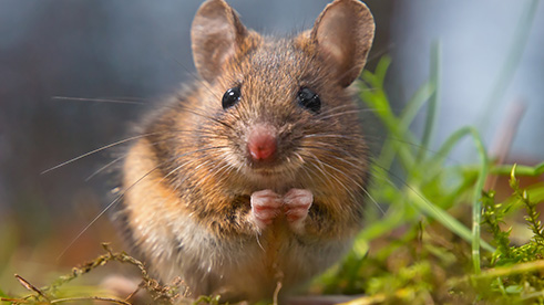 The Ultimate Guide to Mouse-Proofing Your Home: Tips and Tricks