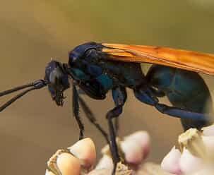 Tarantula Hawk Sting Pain